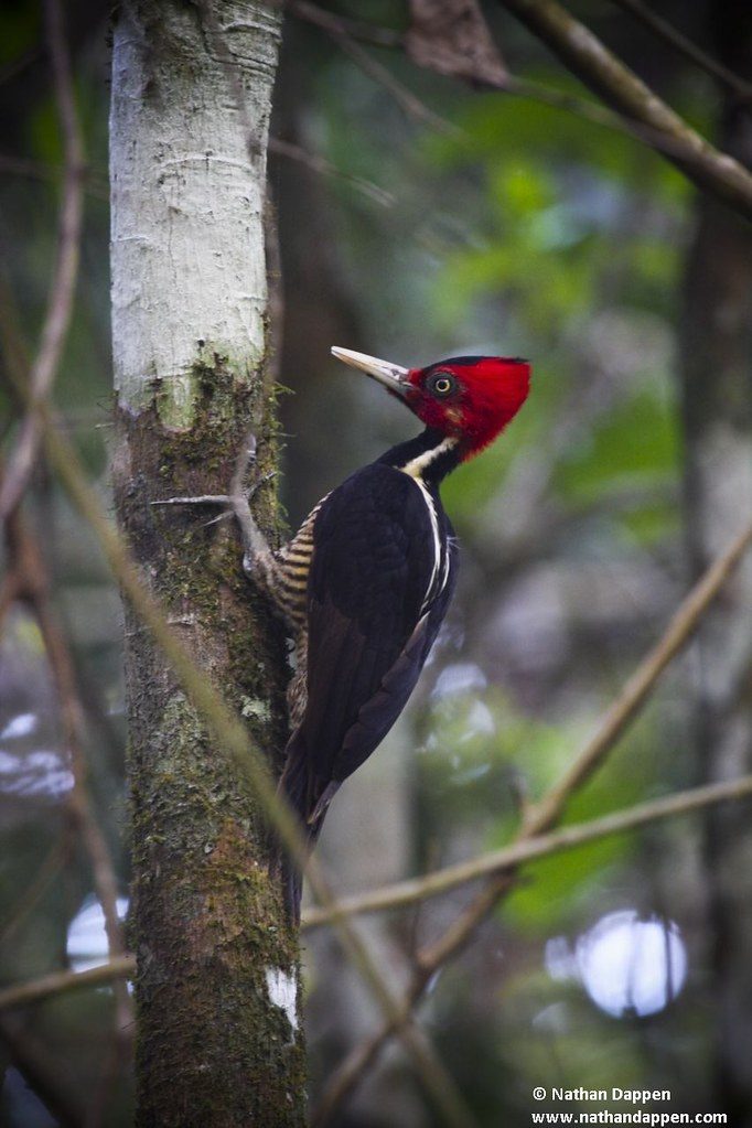 Mysterious extinct animals are still reportedly spotted across the ...
