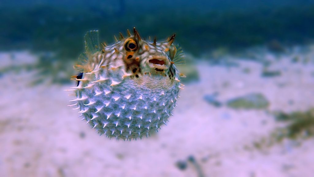 6 adorable animals hiding a dangerous, venomous secret – tina fishing