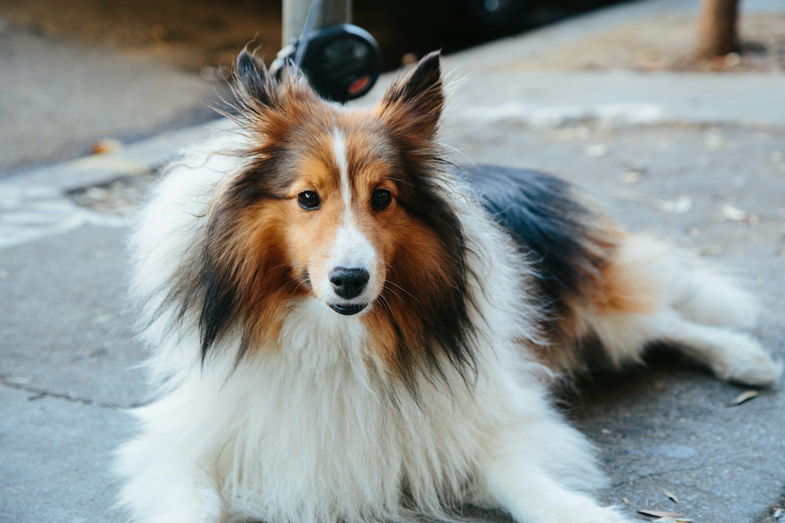 6 celebrities who formed unforgettable bonds with adopted animals ...