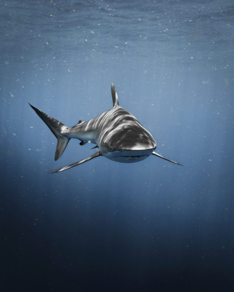 6 times sharks left scientists completely amazed – tina fishing