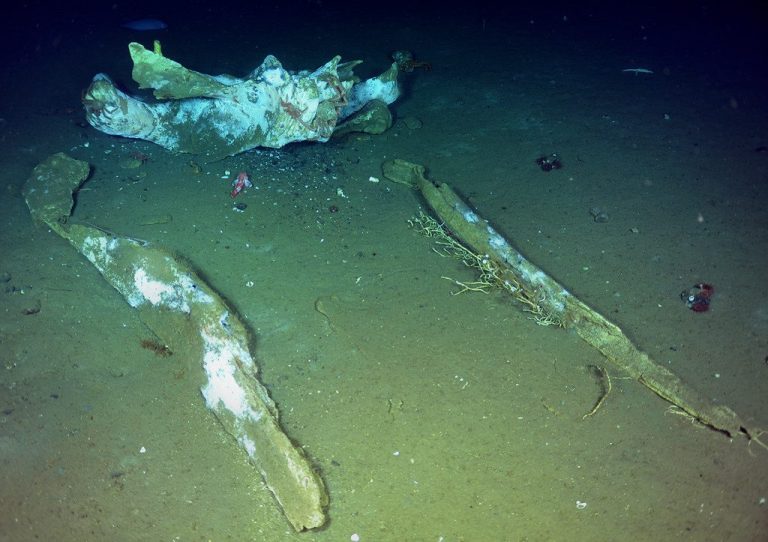 An ancient whale graveyard was found 23,000 feet beneath the ocean ...