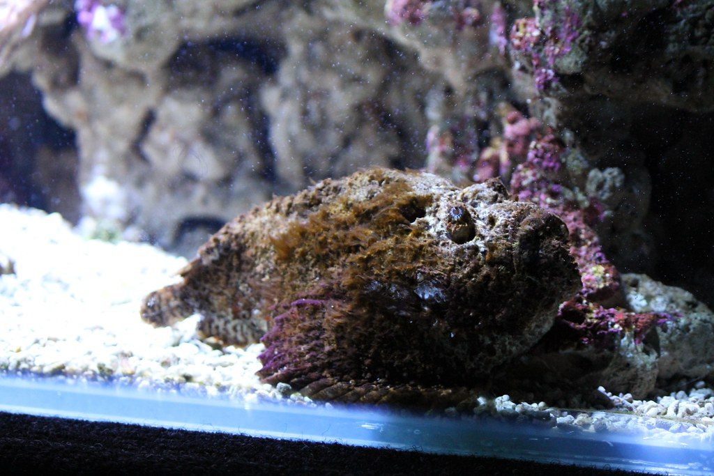 6 sea creatures powerful enough to overwhelm a fisherman – tina fishing