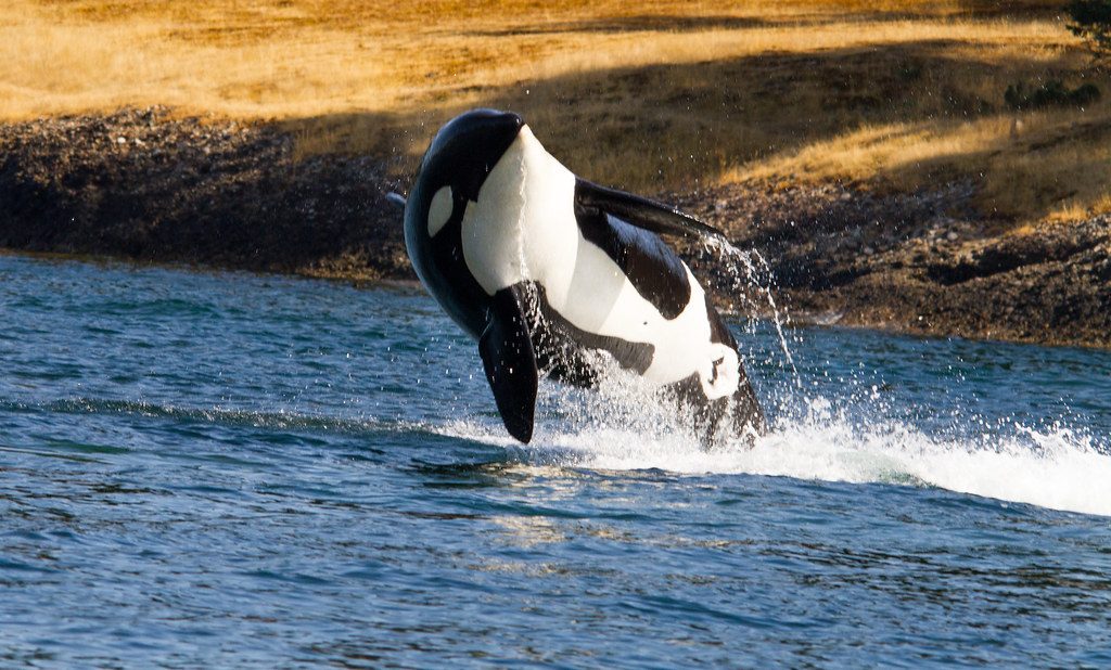 The mysterious killer whales are making epic ocean journeys – tina fishing