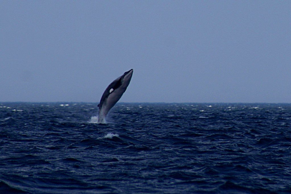 An ancient whale graveyard was found 23,000 feet beneath the ocean ...