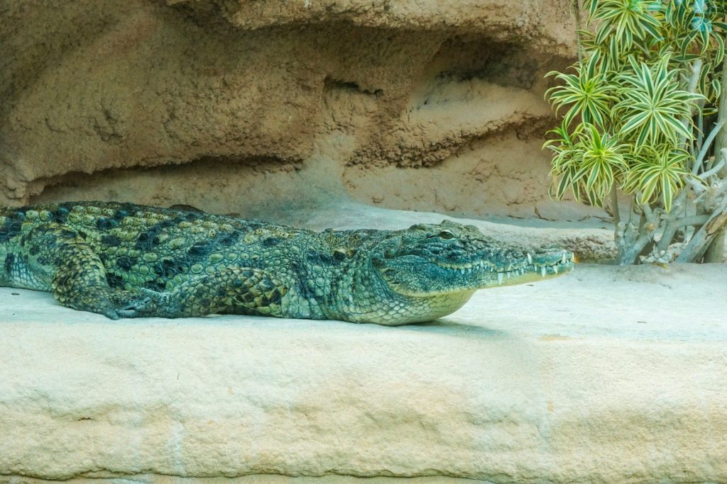 Boy critically injured after being thrown into crocodile enclosure ...