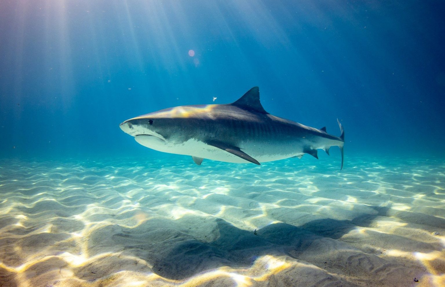 How a shark’s eye revealed the oldest vertebrate on Earth – tina fishing