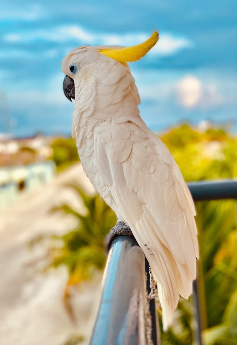 The bossy cockatoo grounds its owner by sending her to her room – tina ...