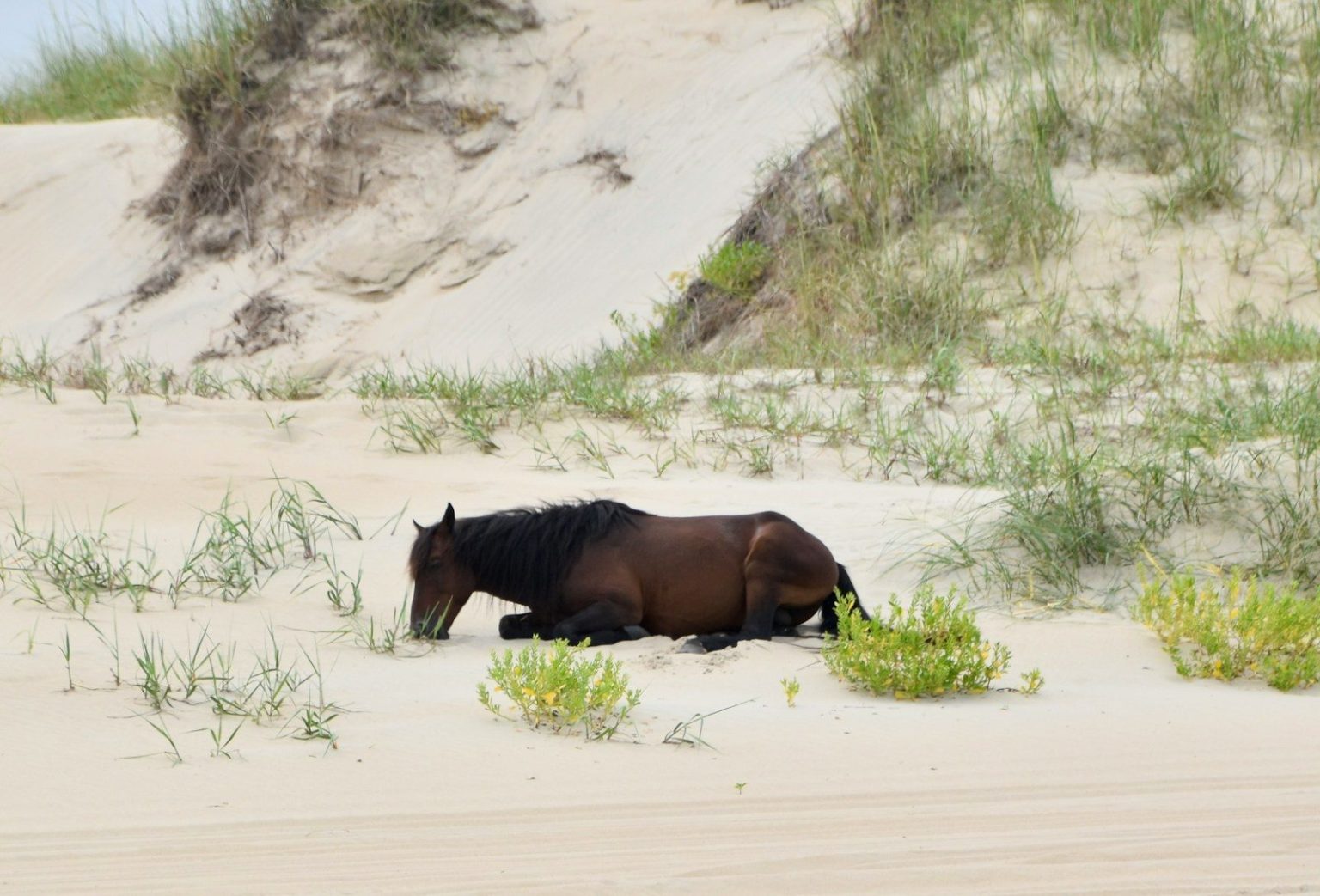 A single kick may have killed one of the Outer Banks’ most beloved wild ...