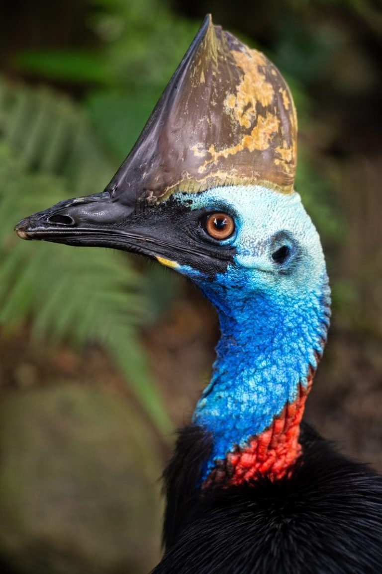Meet the world’s most dangerous bird, known to kill humans – tina fishing