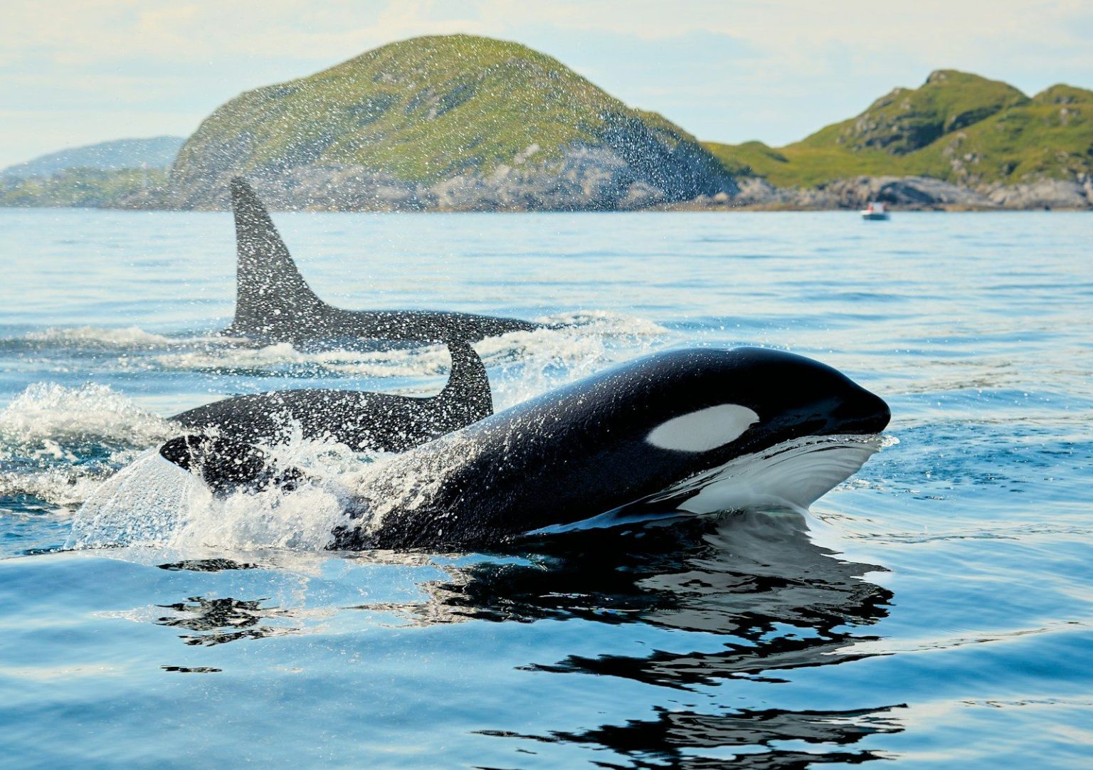 The surprising reasons orcas are feared across the oceans – tina fishing