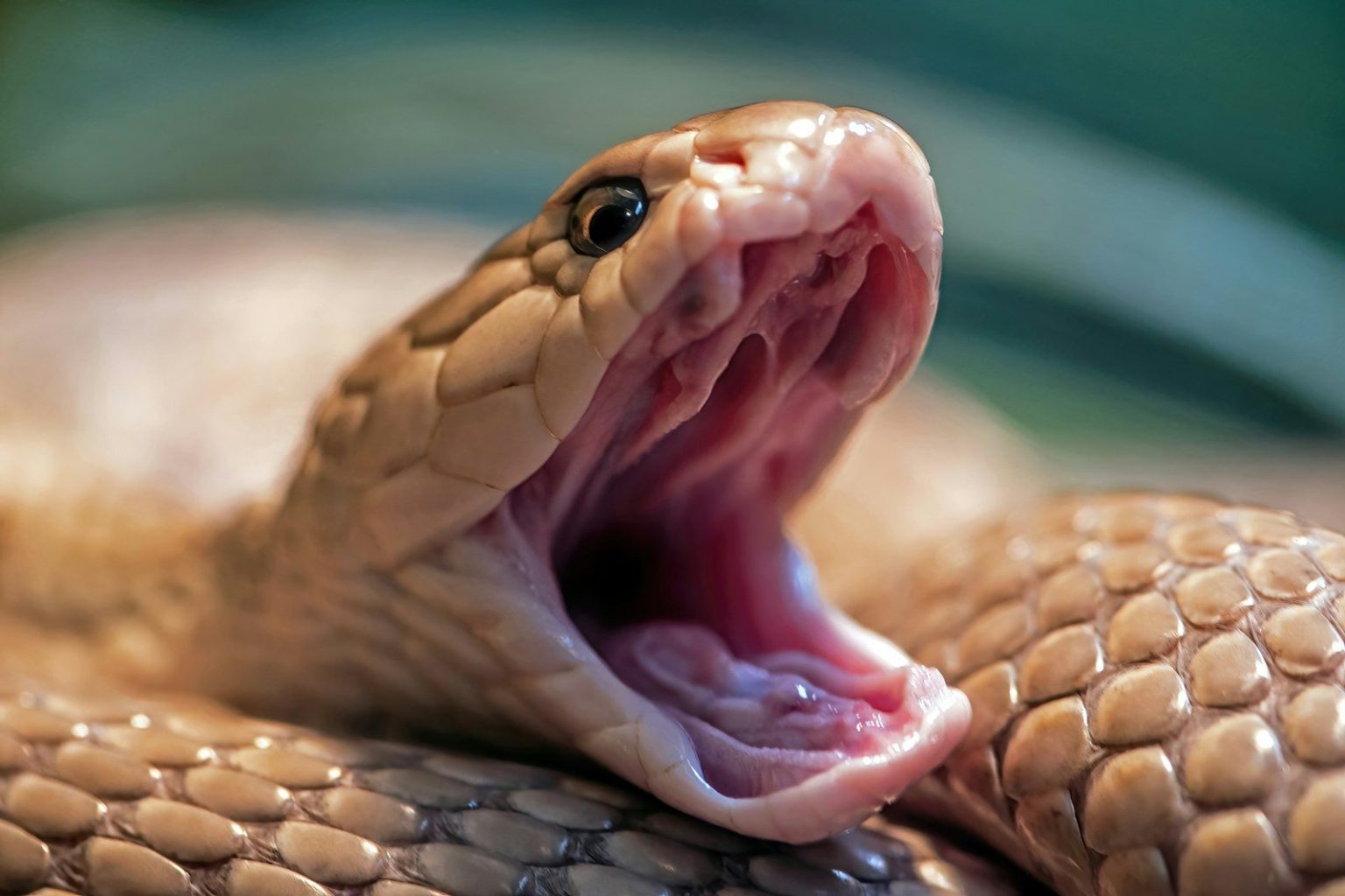 These are the only two states in the Lower 48 with no native venomous ...