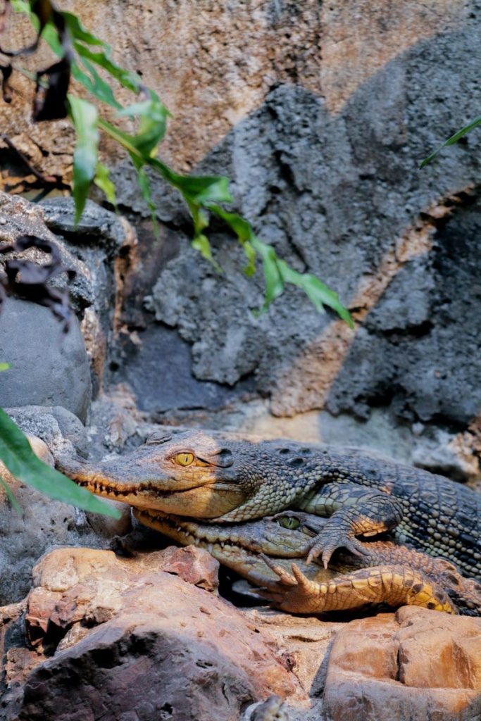 Boy critically injured after being thrown into crocodile enclosure ...
